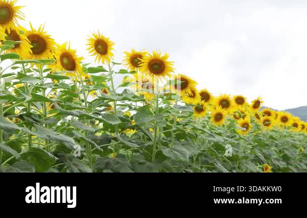 Sunflower Farm Path with Sunflower Rows and Sunflower Field Landscape ...