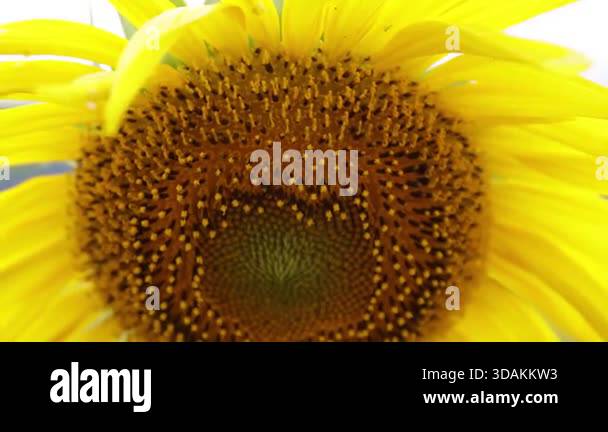 Close-up sunflower showing vivid details of florets and natural ...