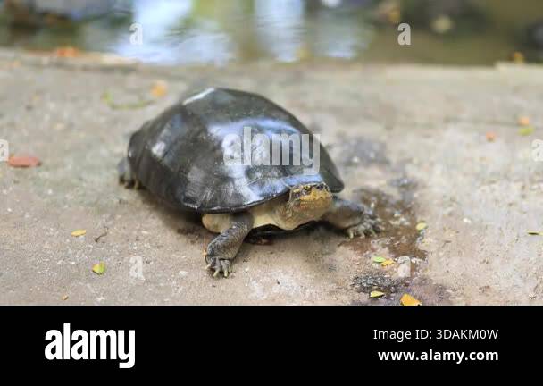 Turtle walking slowly on concrete ground near pond outdoors, Turtle ...