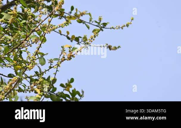 Streblus asper tree flowers. Itis a species of flowering plantin the ...