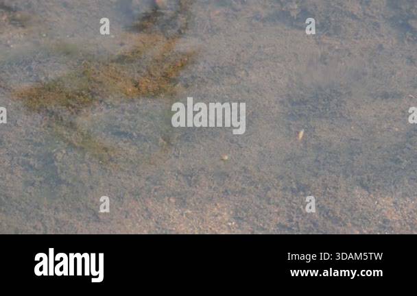Gerridae or water striders. Its Hemiptera family insects. Its other ...