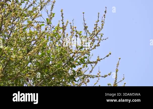 Streblus asper tree flowers. Itis a species of flowering plantin the ...