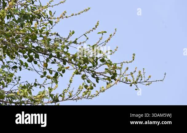 Streblus asper tree flowers. Itis a species of flowering plantin the ...