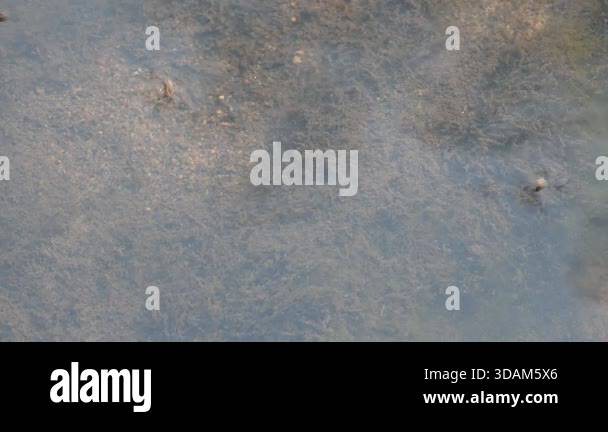 Gerridae or water striders. Its Hemiptera family insects. Its other ...