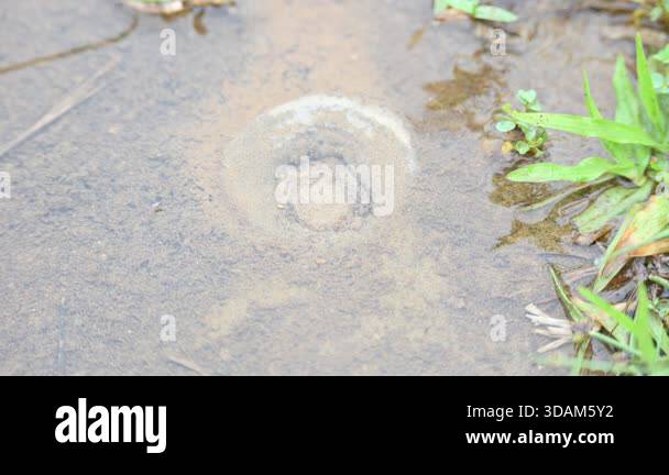 Water internal flow causes continuous bubbles to rise in the sand. Such ...