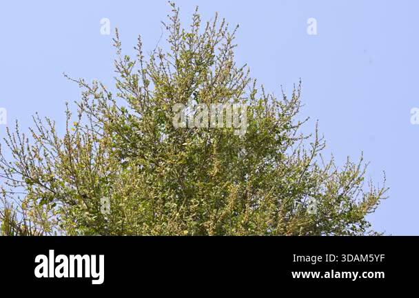 Streblus asper tree flowers. Itis a species of flowering plantin the ...