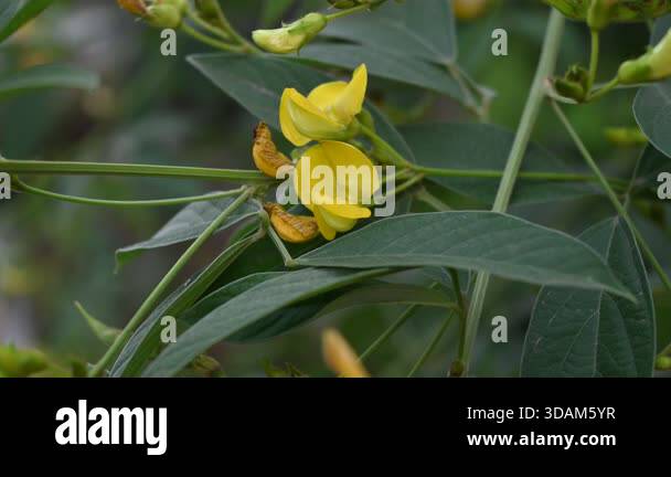 Pigeon pea or Cajanus cajan plant flowers. It is a perennial legumefrom ...