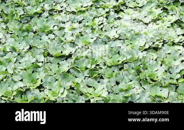 Water chestnut on a pond. Green leaves of water chestnut, natural ...