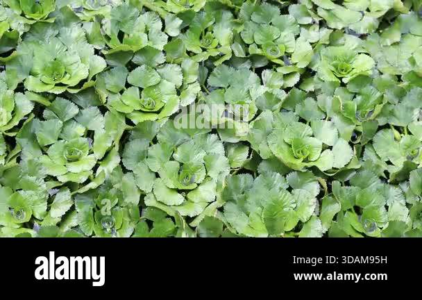 Water chestnut on a pond. Green leaves of water chestnut, natural ...