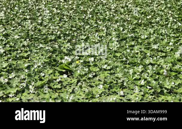 Water chestnut on a pond. Green leaves of water chestnut, natural ...
