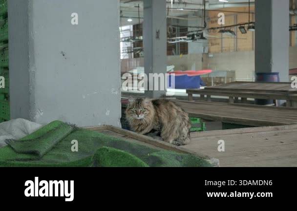 Long-haired cat sitting on an empty stall in the market Stock Video ...