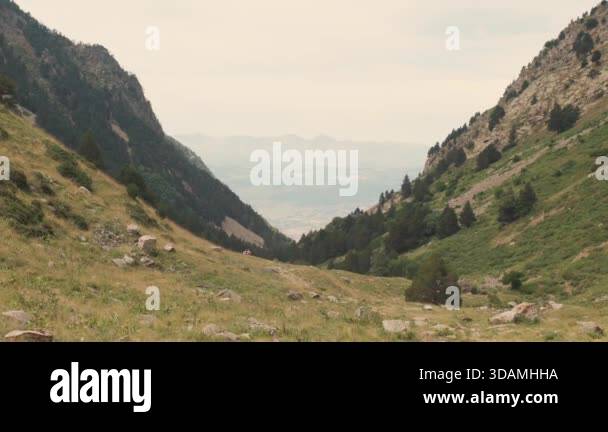 Drone flying over woods with mountains in background, Pyrenees in ...