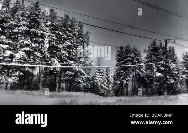 Snow covers trees and power lines in rural area. Trees stand tall and ...