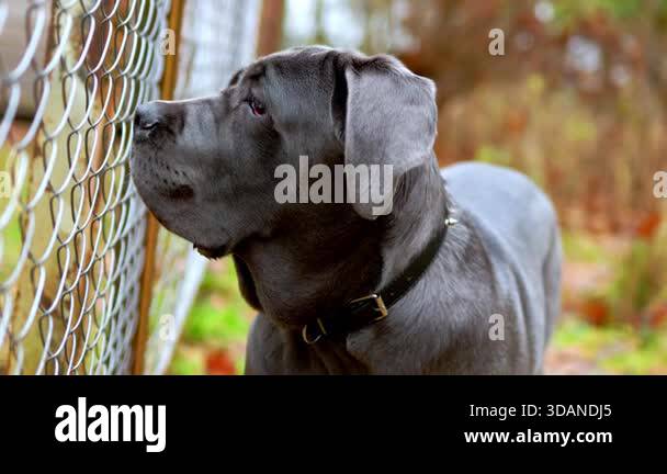 Adorable Two-Month-Old Cane Corso Puppy Portrait. High quality 4k ...