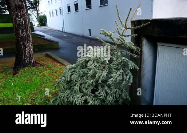 Real time of One Discarded Christmas Tree Outdoors After Holidays ...