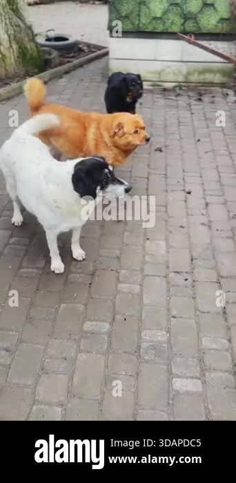 Homeless dogs at animal shelter. Dogs behind the fence. Abandoned dogs ...