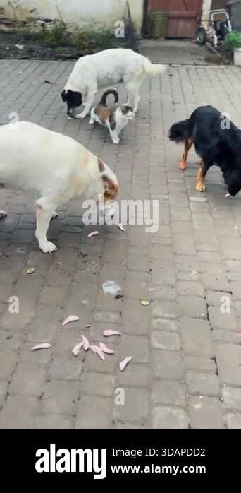Homeless dogs at animal shelter. Dogs behind the fence. Abandoned dogs ...