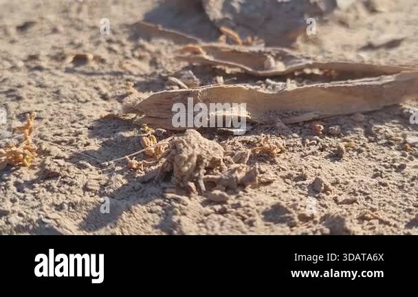 sand bear wolf spider at the desert around The White Lady rock painting ...