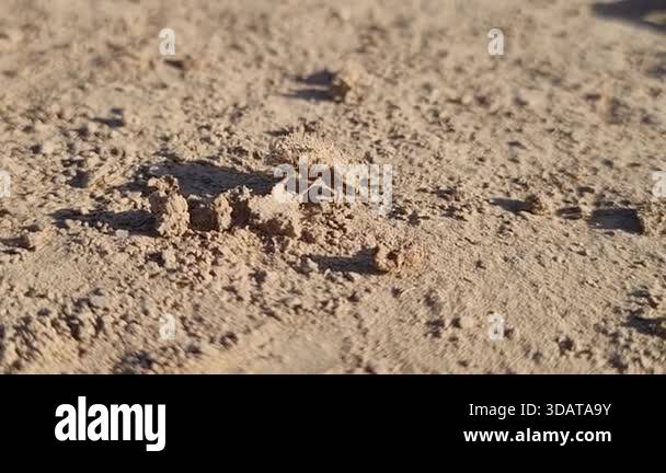 sand bear wolf spider at the desert around The White Lady rock painting ...