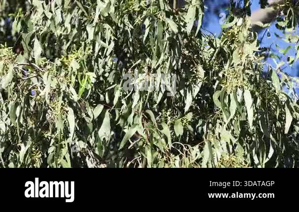 Tree leaves moving gently in the breeze Stock Video Footage - Alamy