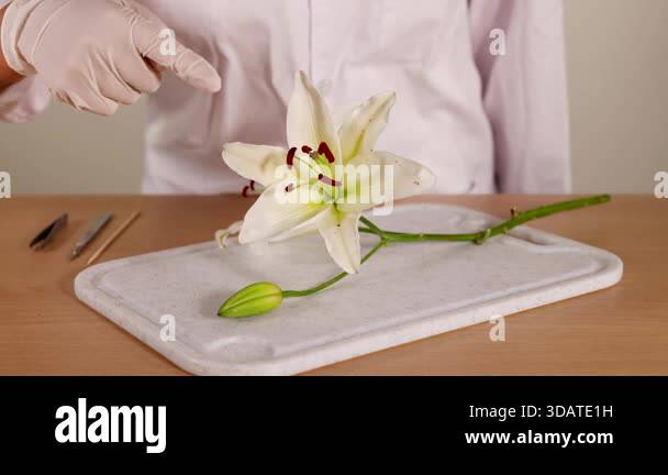 A scientist in a lab coat examines a lily flower on a tray ...