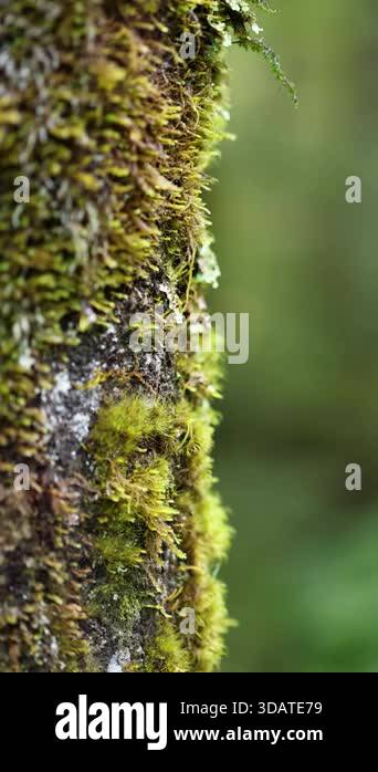 Mossy green rainforest tree Stock Videos & Footage - HD and 4K Video ...