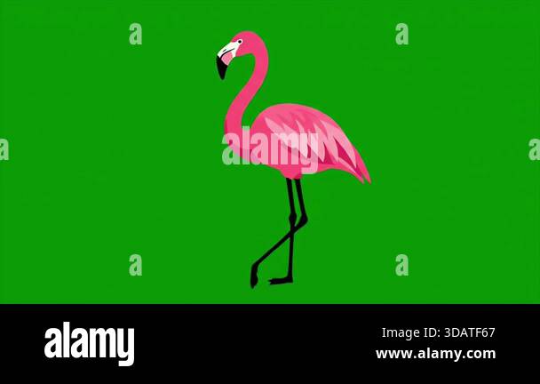 Looping animated pink flamingo lifting and balancing on one leg on ...