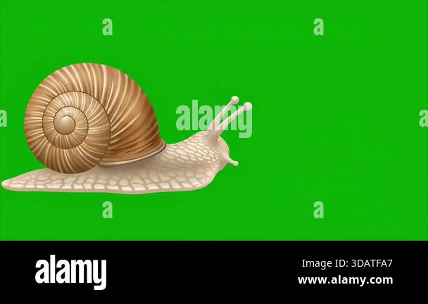 Macro footage of a brown snail crawling on a green screen background ...