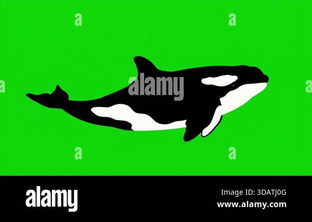 Seamless looping orca whale animation on green screen background for ...