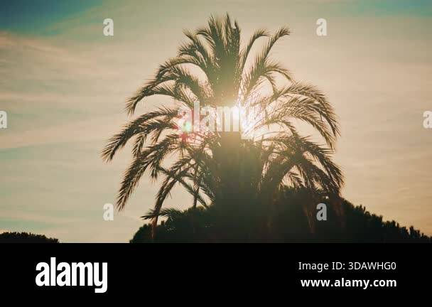 Majestic palm tree shot from below with the sun shining through the ...