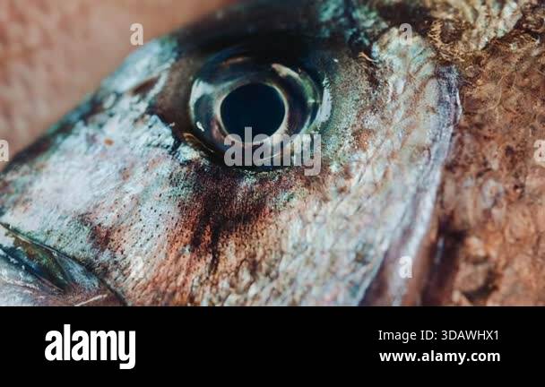 Close up of a fish eye and shimmering scales, revealing detailed ...