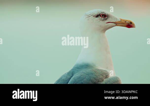 Close up profile of a seagull with vivid red eyes and detailed feathers ...