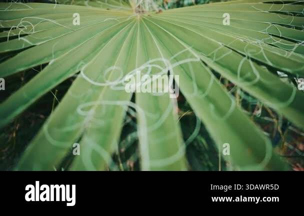 Curled leaf structure Stock Videos & Footage - HD and 4K Video Clips ...