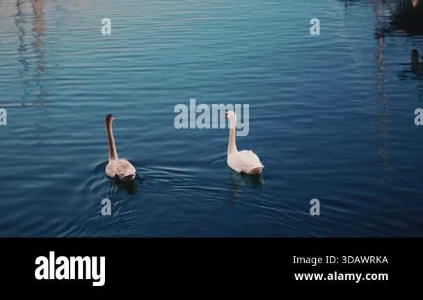 A serene moment of two swans gliding across still water in a marina Stock Video Footage - Alamy