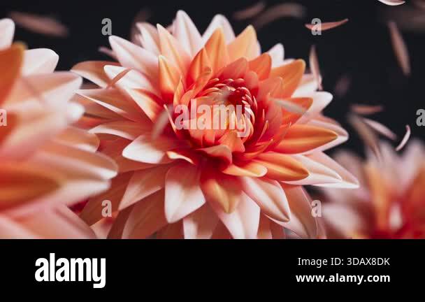 Seamless 3D loop of softly swaying dahlias surrounded by floating ...