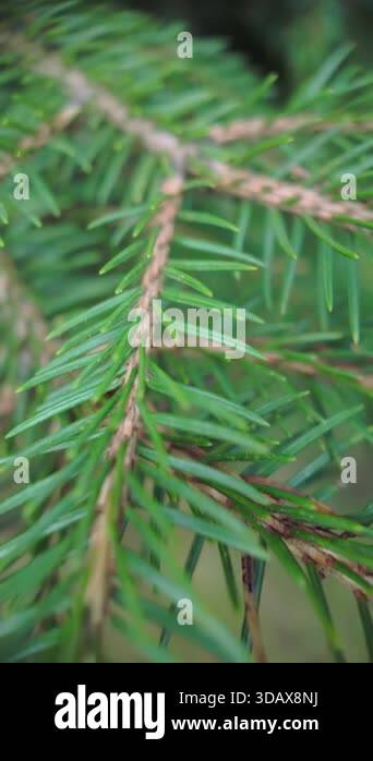 Close-up view of fir needle patterns with shallow depth of field, ideal ...