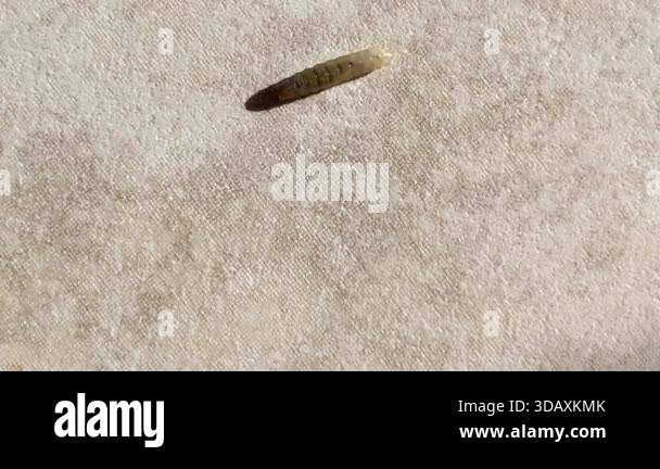 Close-up shot of a live and active fly or insect larva (maggot). For ...