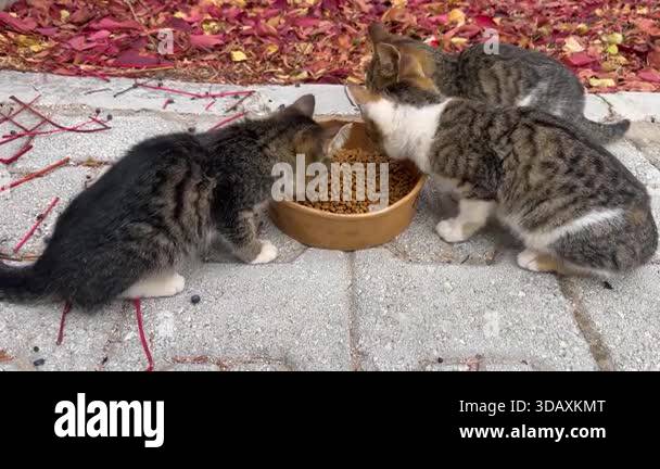 Three adorable kittens are eating from a bowl of food on autumn leaves ...