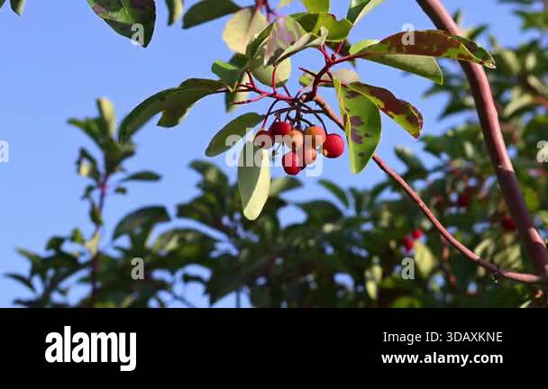 A person picking ripe red berries by hand from the branches. Wild ...