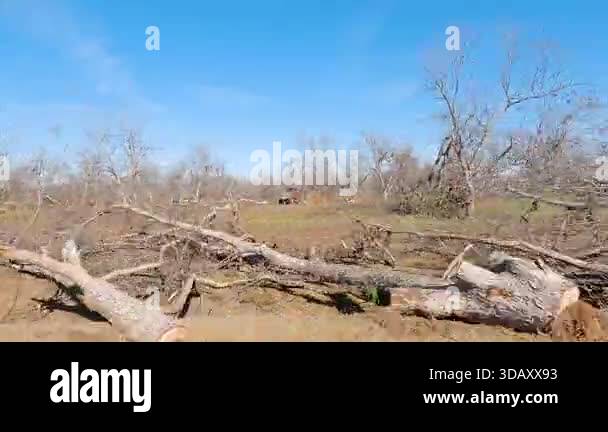 Hurricane Helena Pecan tree damage in Georgia Stock Video Footage - Alamy