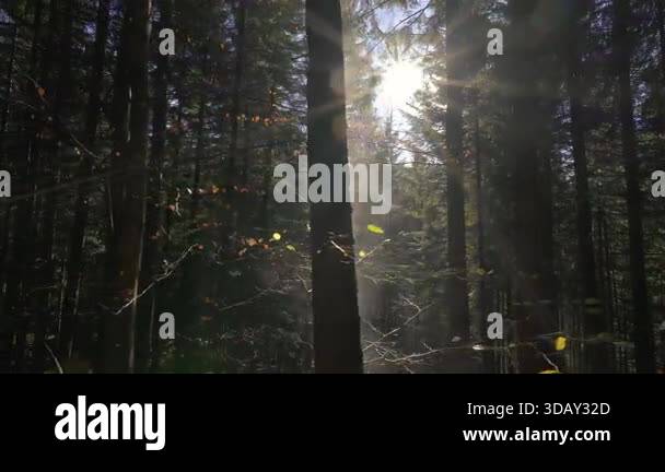 A cinematic view of warm sunlight filtering through a misty autumn ...