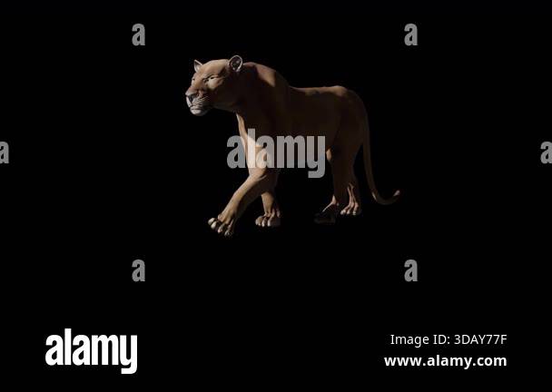Lion Walk Cycle with Alpha Channel and Loop Stock Video Footage - Alamy
