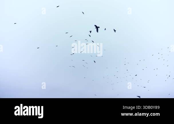 Flock of wild birds black crows flying in sky. Black birds ravens move ...
