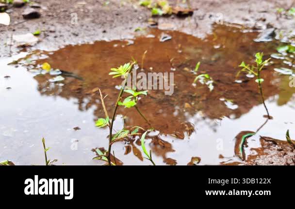 Tiny green sprouts push through wet muddy earth surrounding a shallow ...