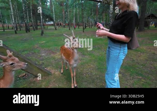 Young beautiful woman feeding a small spotted fallow deer from her hand ...