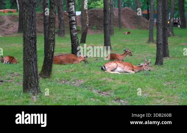Many cute fallow deer lie on the green grass in the park or forest ...