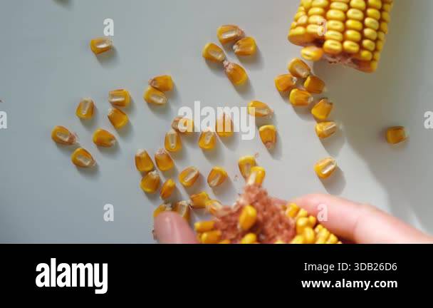 Separating corn seeds from corn cobs by hand. Fingers remove the ...