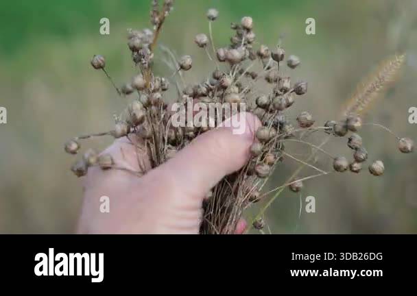 Hand crushes ripe flax pods. The farmer kneads linen heads in his hand ...