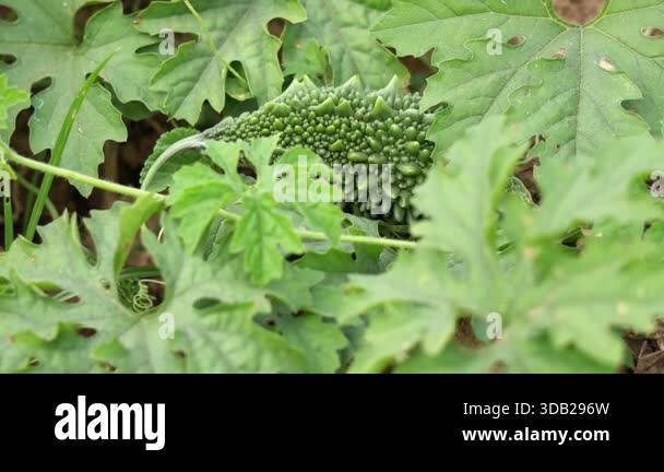 Green bitter gourd on the farming field. Bitter Gourd growing on a farm ...