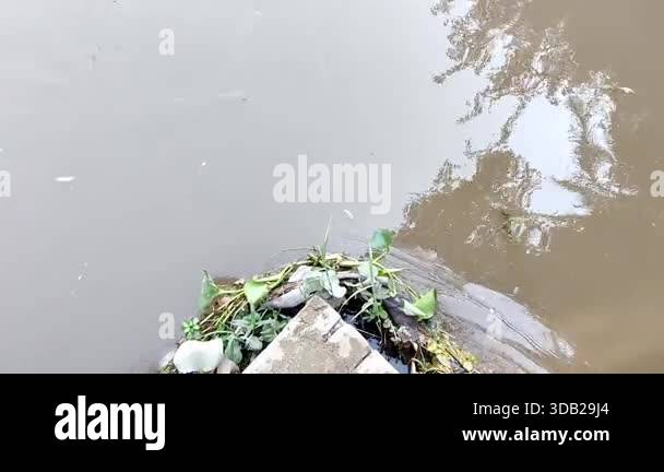Nature canal current under bridge hitting trapped grass and leaves ...